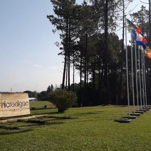 ALLMICROALGAE - Algae Vertical