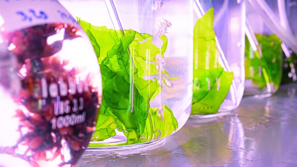 About us & How We Work - Algae Vertical