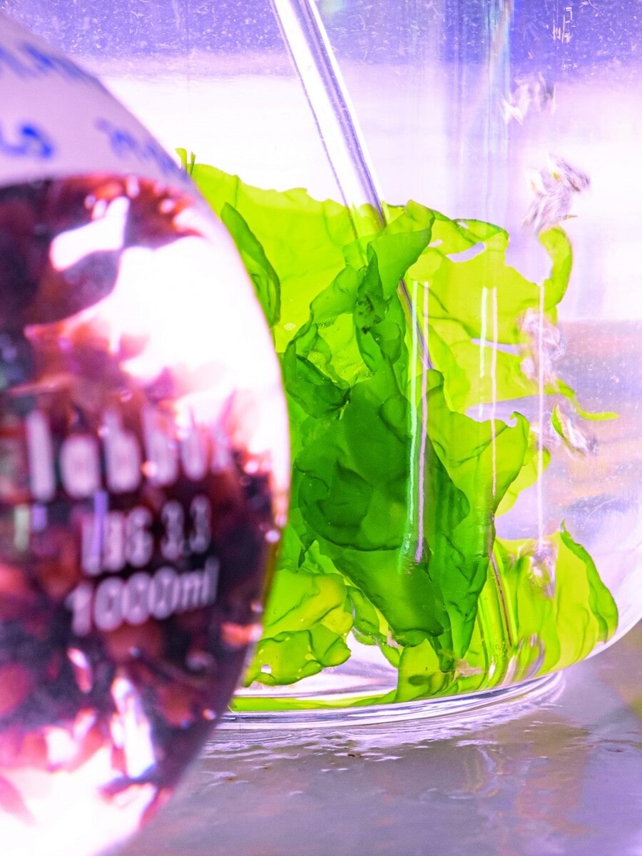 About us & How We Work - Algae Vertical