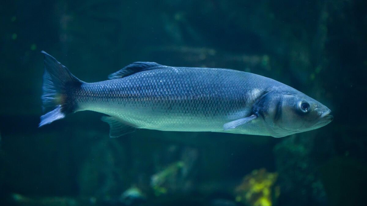 About us & How We Work - Algae Vertical