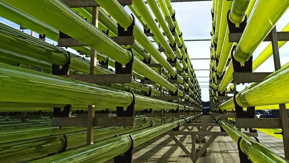 About us & How We Work - Algae Vertical
