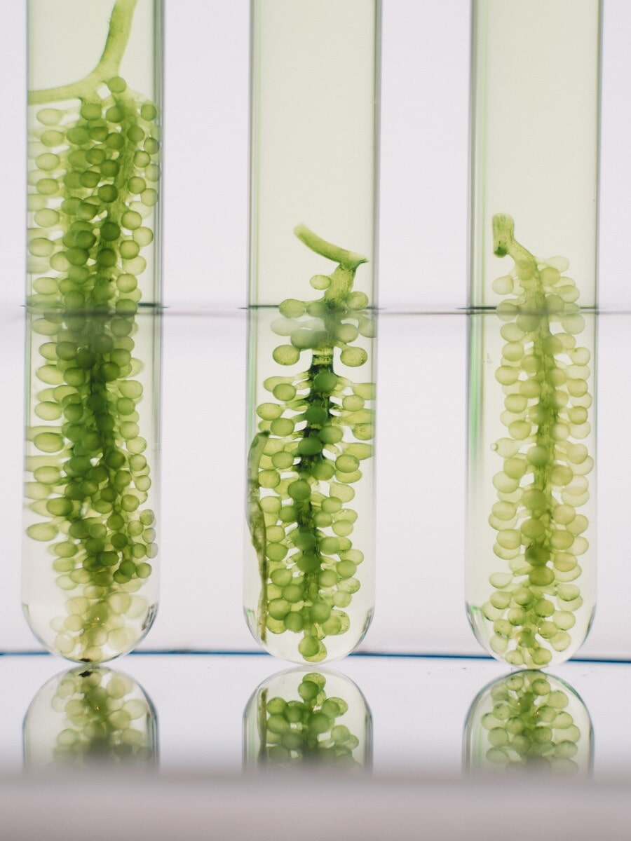 About us & How We Work - Algae Vertical